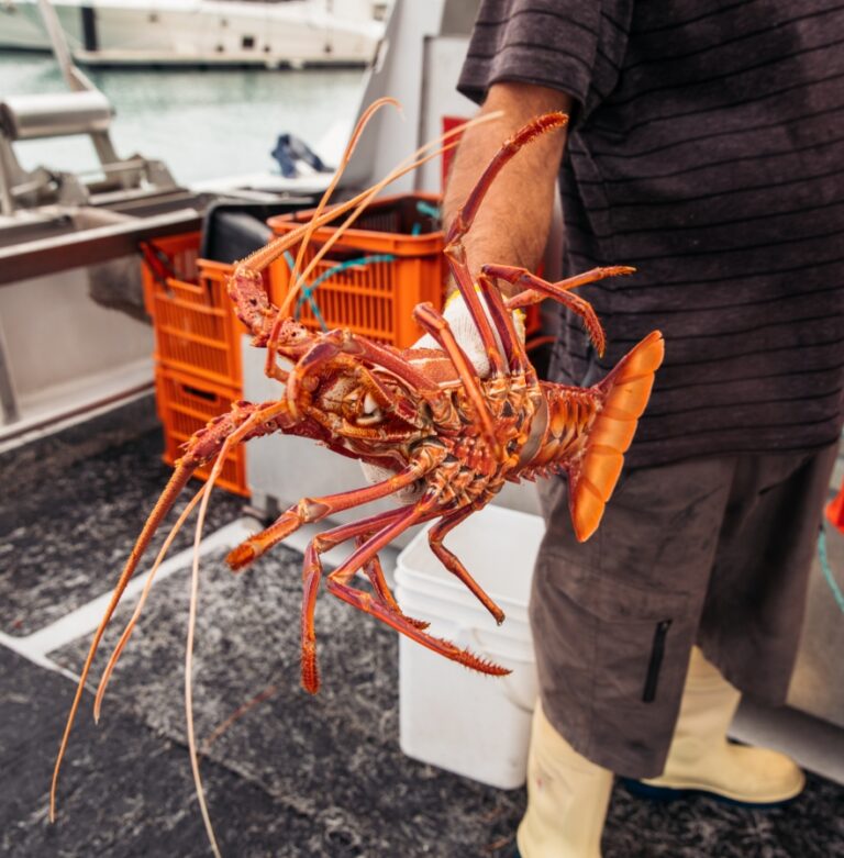 About Us - Western Rock Lobster